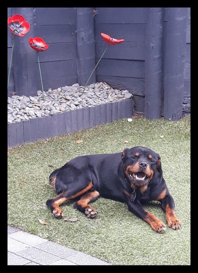 Chief – Rottweiler Rescue